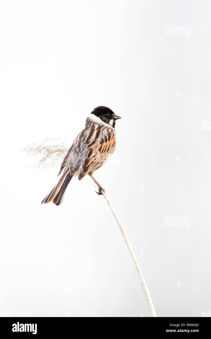 Male Reed Bunting Emberiza schoeniclus, Essex, UK, spring Stock Photo ...