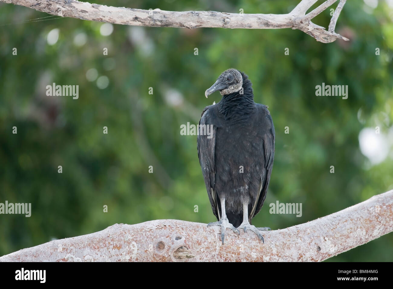 Black Vulture (Coragyps atratus atratus Stock Photo - Alamy