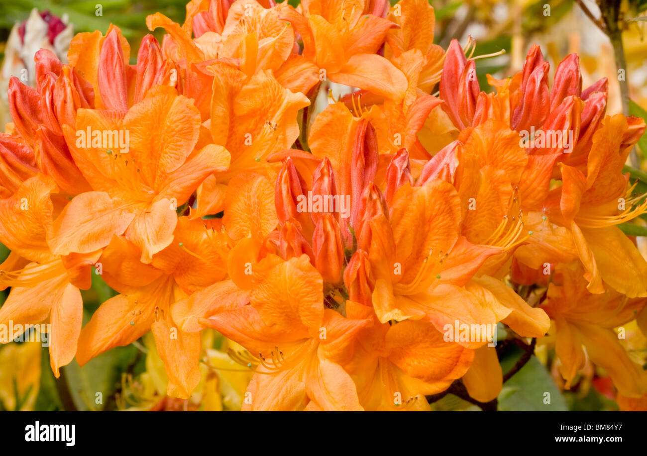 Cluster of Cecile Azaleas Stock Photo - Alamy
