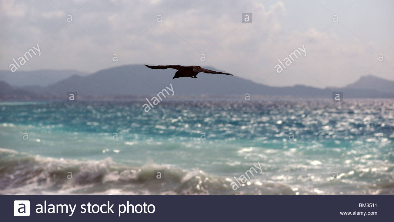 Crow Flying Illustration High Resolution Stock Photography and Images ...