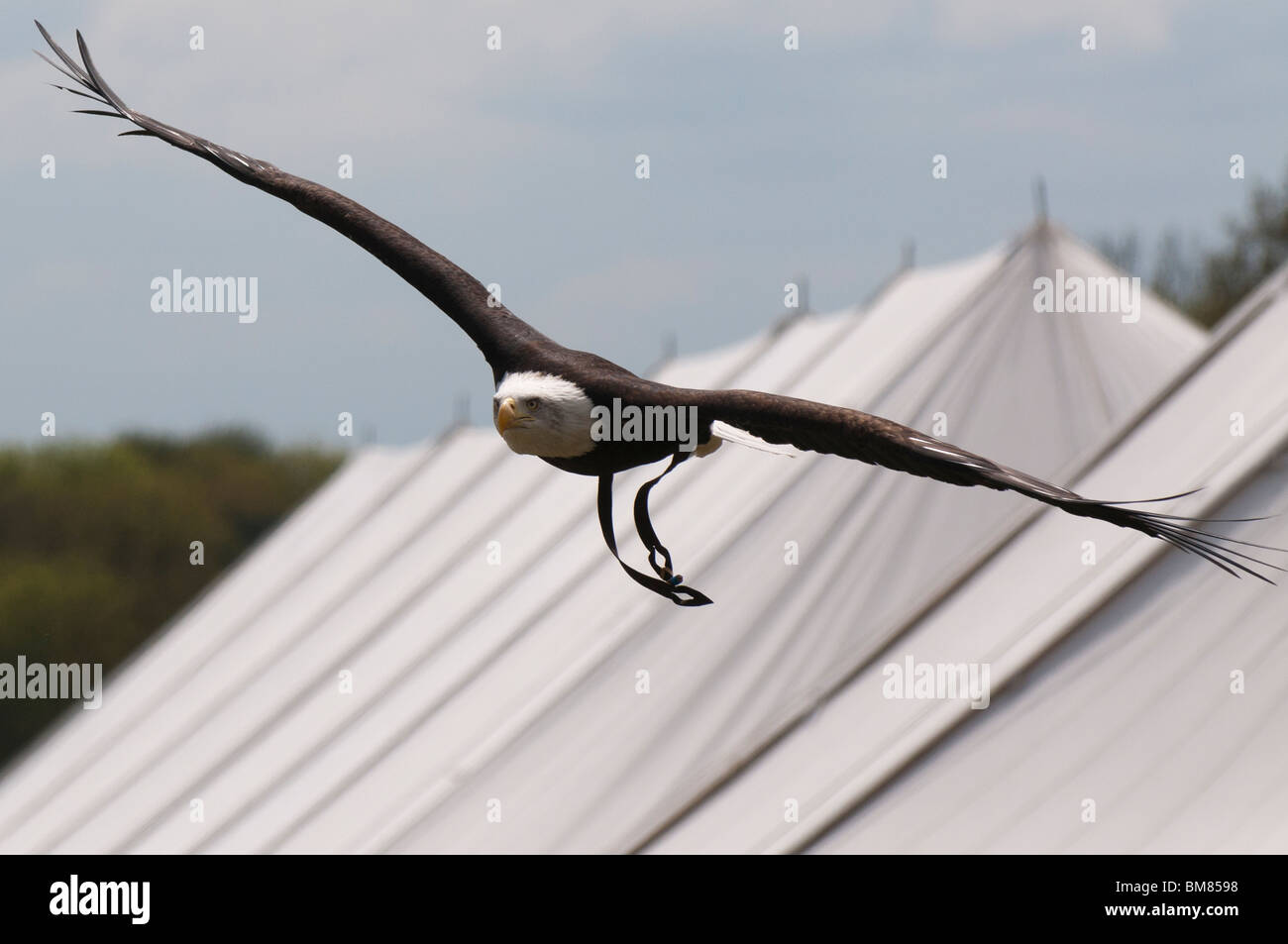 Bald eagle (Haliaeetus leucocephalus) flying at the South Suffolk Show ...