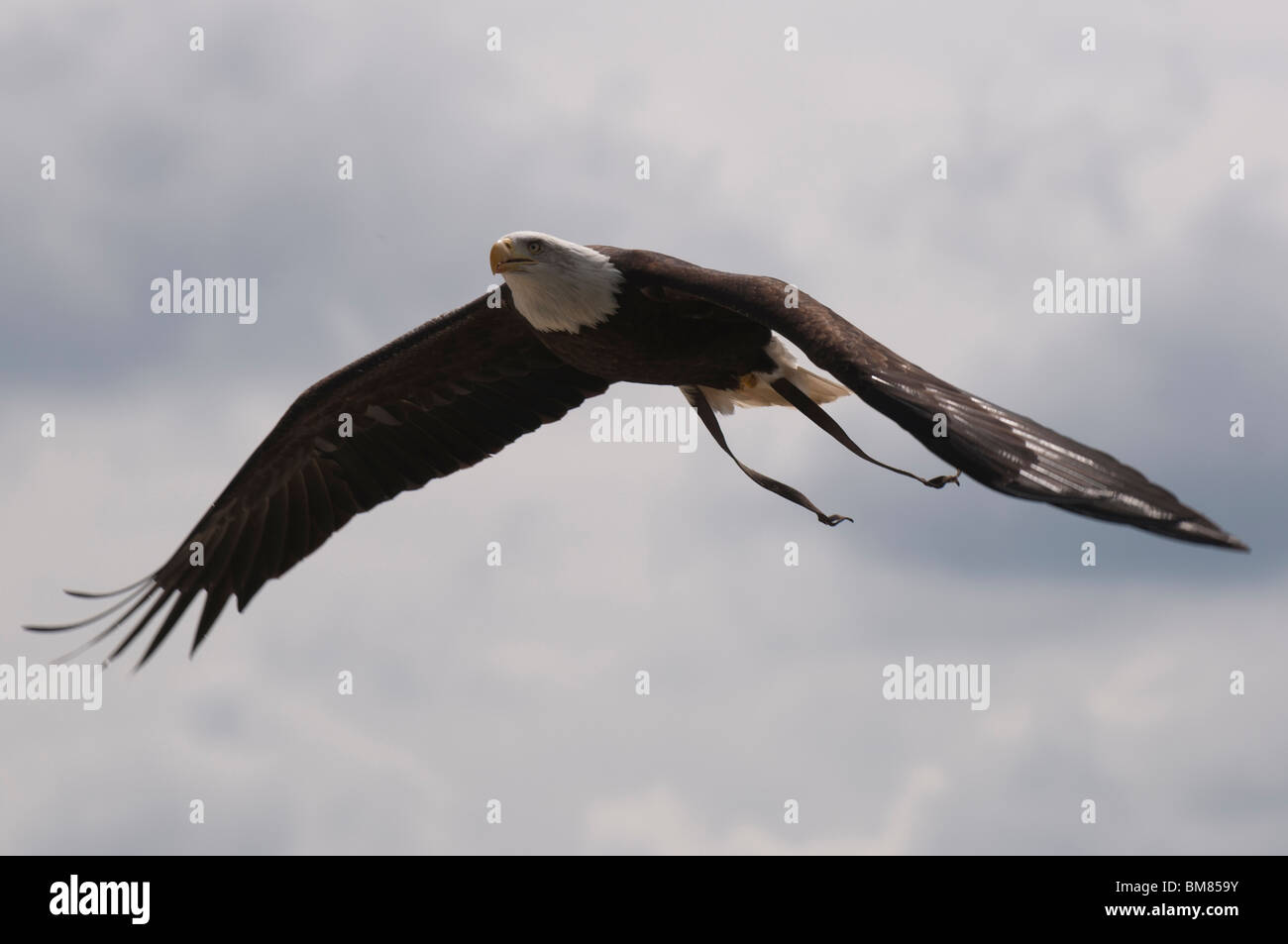 Bm859y hi-res stock photography and images - Alamy
