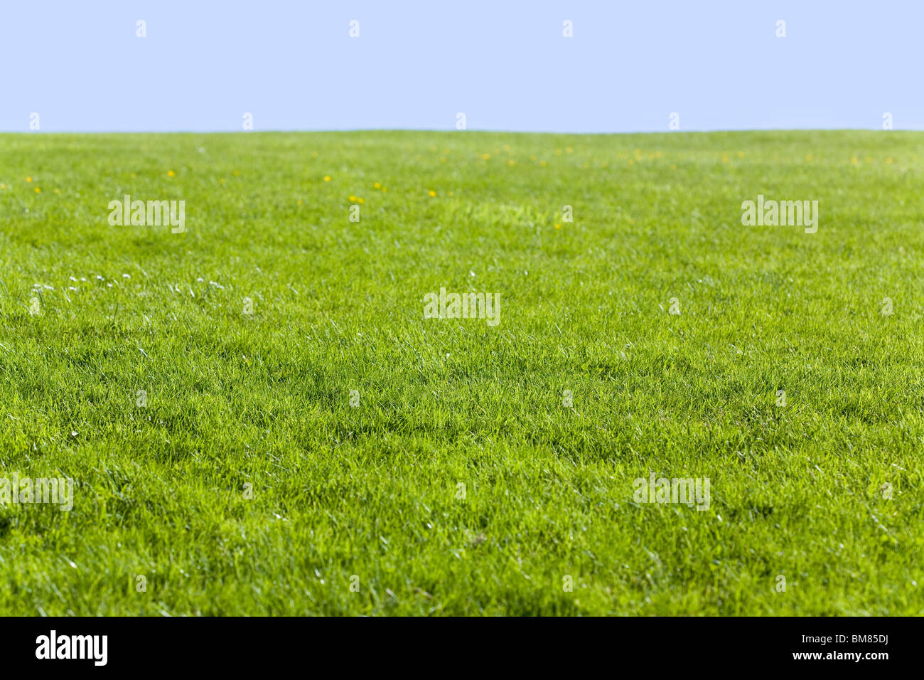 Green field and blue sky for background Stock Photo - Alamy