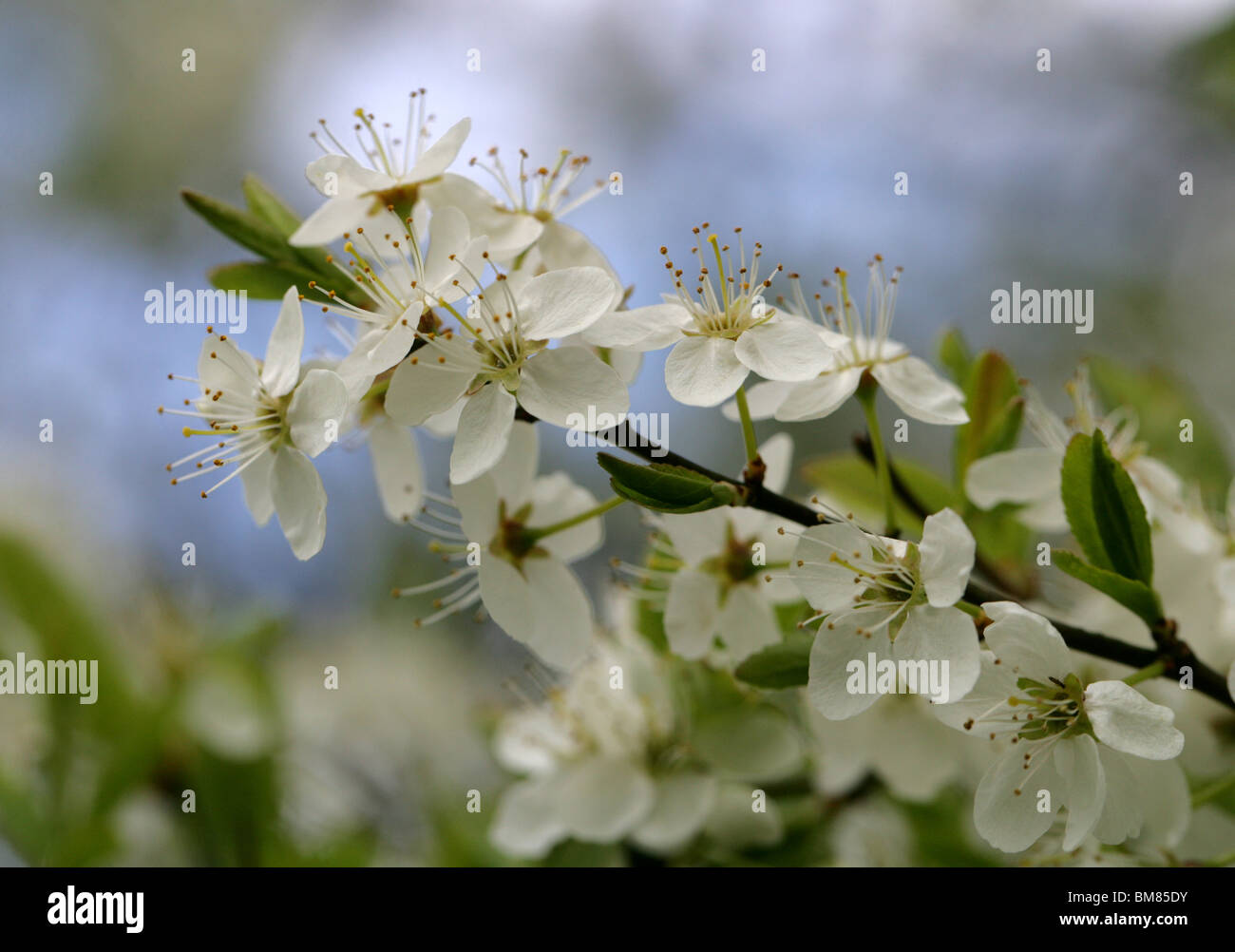 Blackthorn tree uk hi-res stock photography and images - Alamy