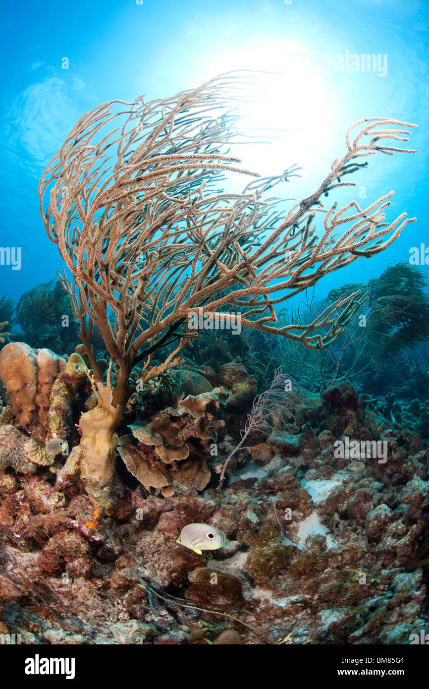 Bonaire underwater sun hi-res stock photography and images - Alamy