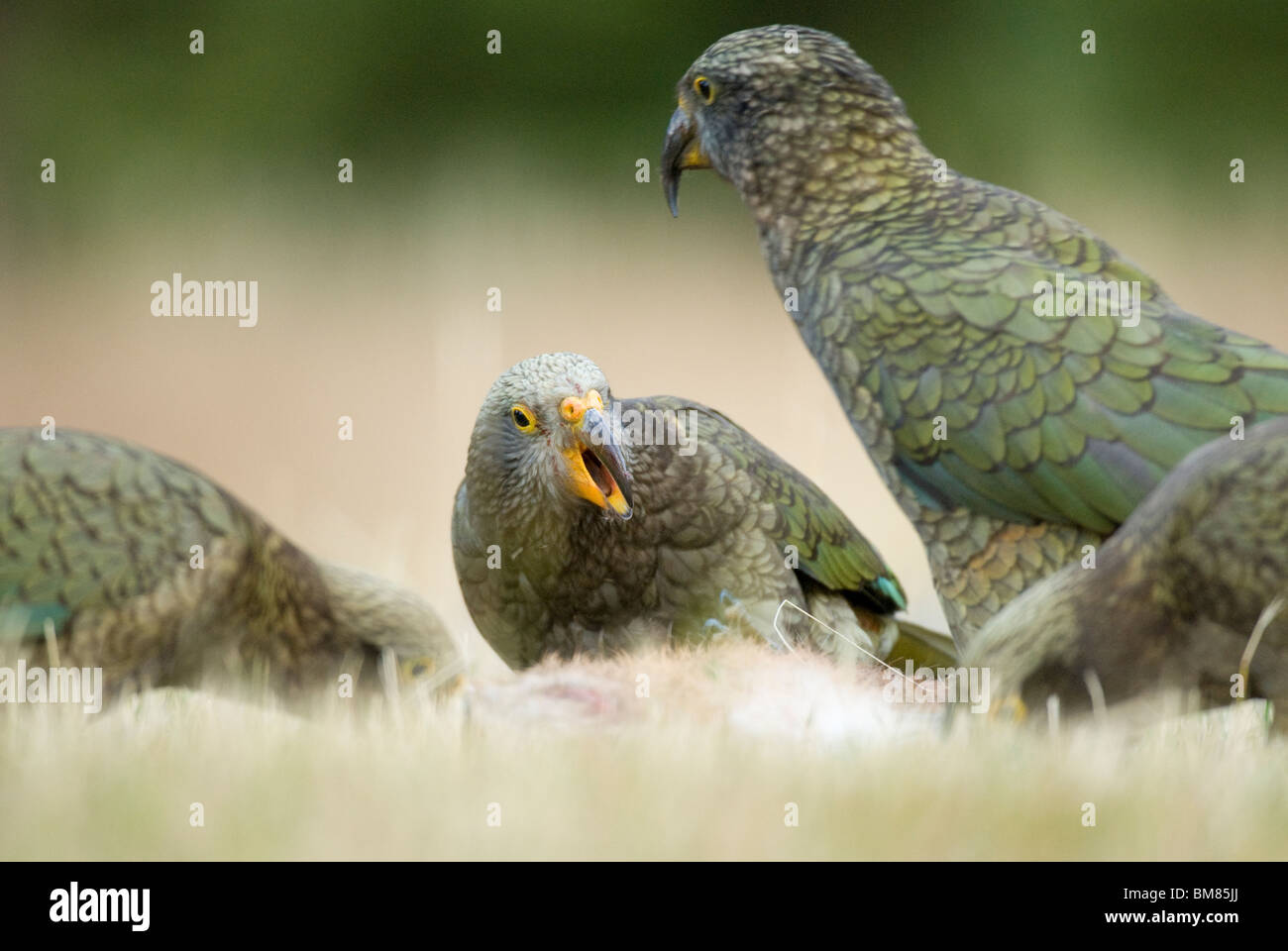 Juvenile Keas nestor notabilis New Zealand Stock Photo - Alamy