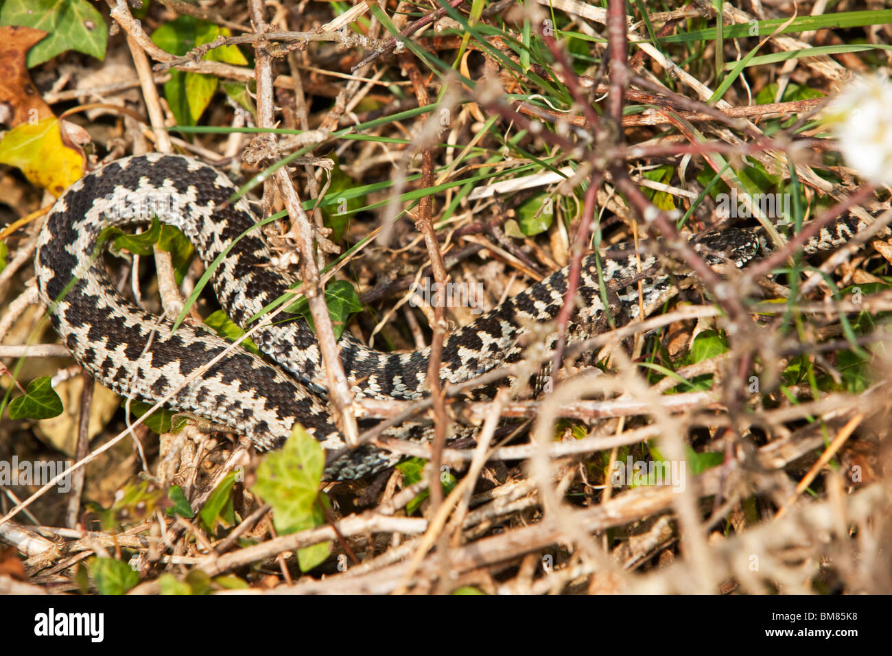 Adult adder hi-res stock photography and images - Alamy