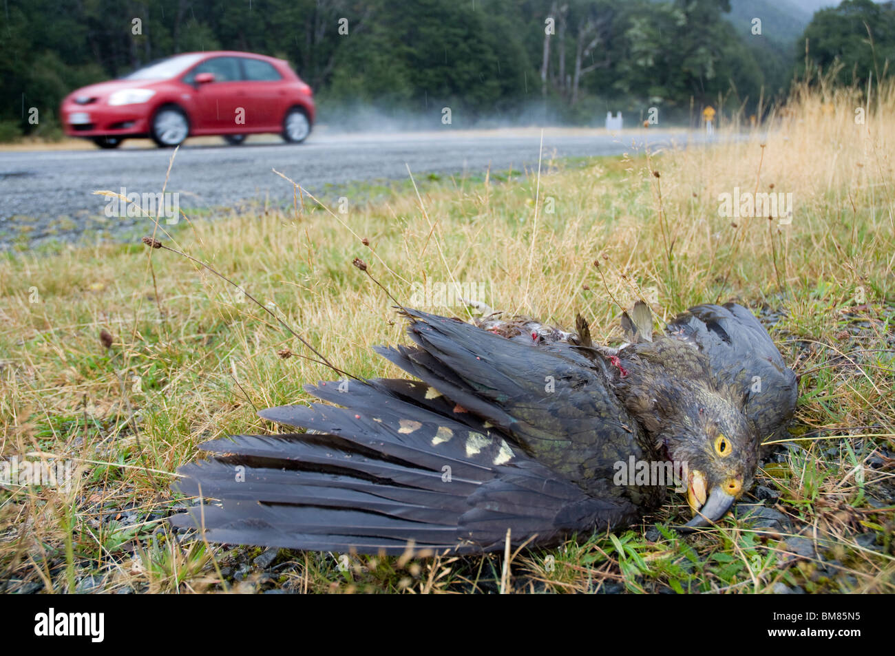 Dead Kea nestor notabilis New Zealand Stock Photo - Alamy