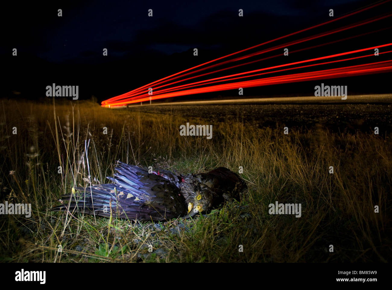 Dead Kea nestor notabilis with truck lights in background Stock Photo ...