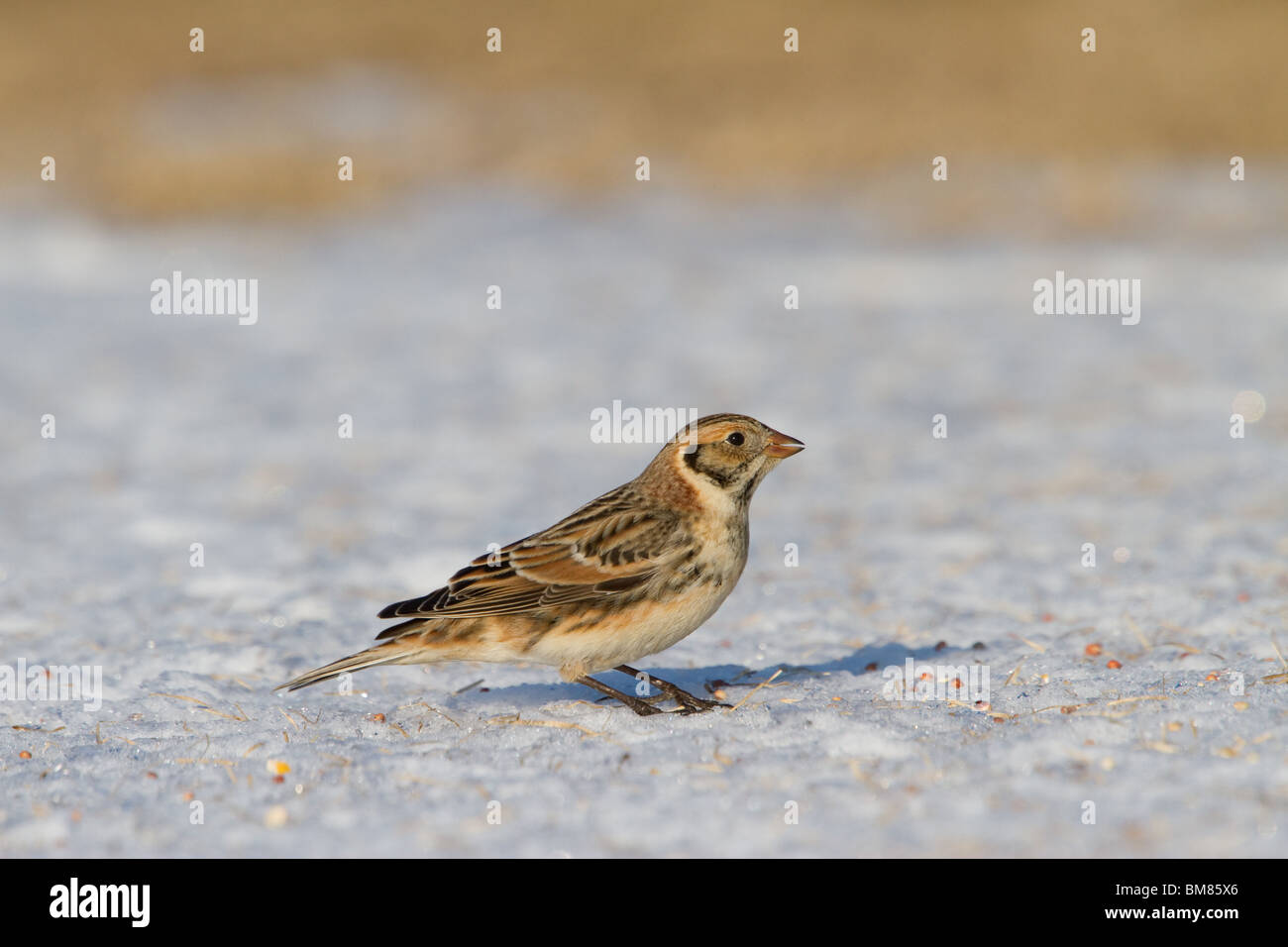 Lapland Longspur in the snow Stock Photo - Alamy