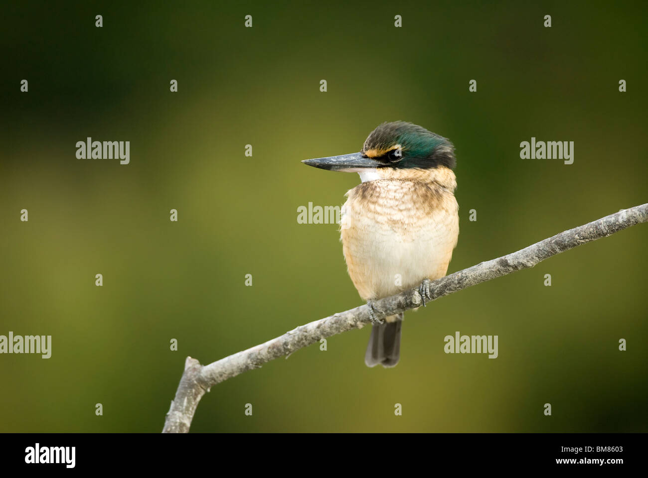 New Zealand Sacred Kingfisher Halcyon sancta Kotare Stock Photo - Alamy