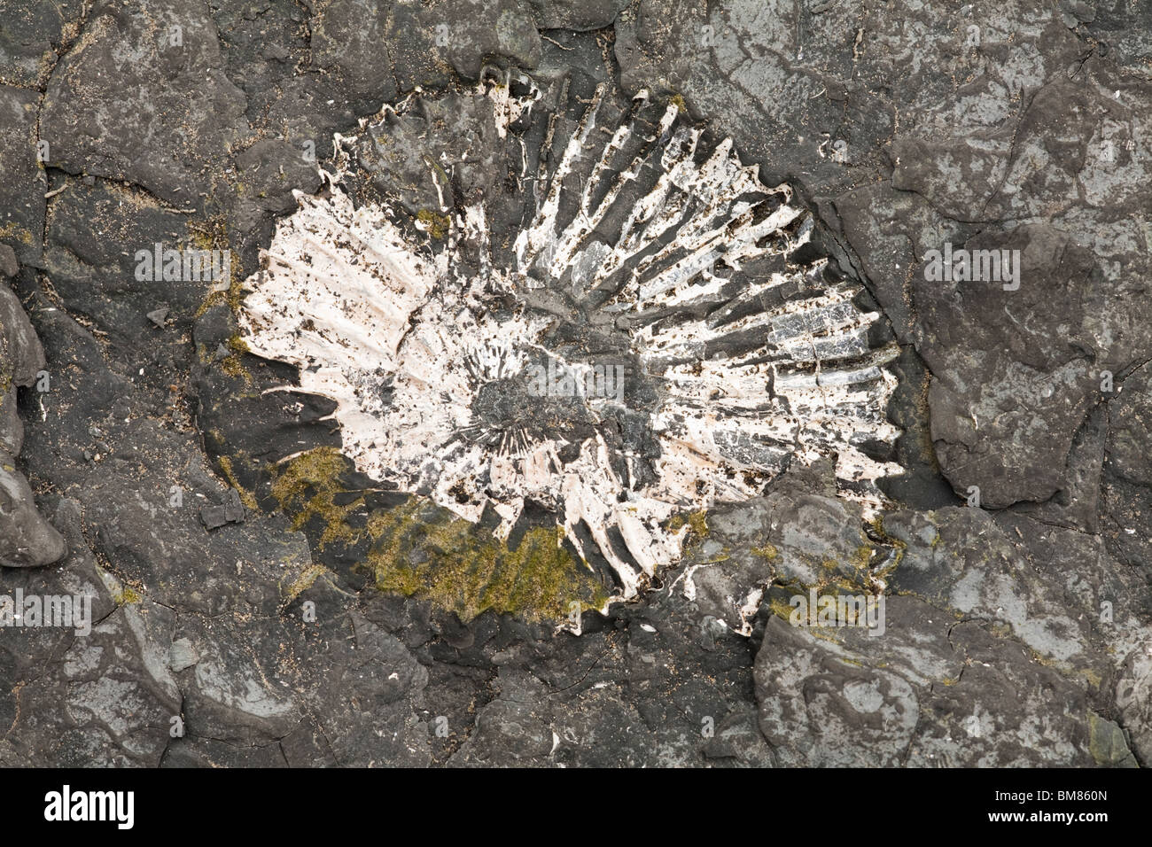 Ammonite fossils within the Kimmeridge clay at Chapmans Pool in Dorset ...