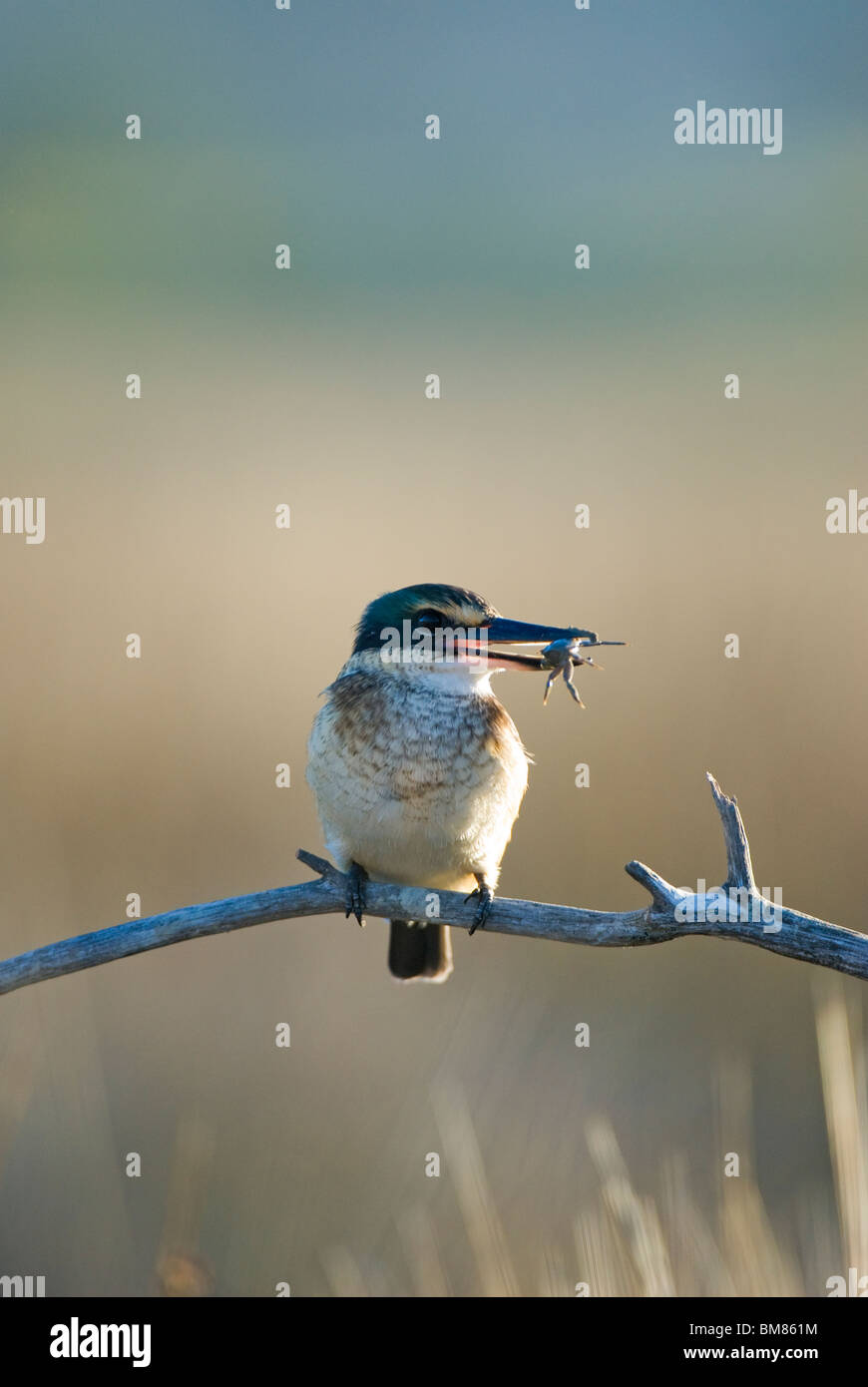 New Zealand Sacred Kingfisher Halcyon sancta Kotare with crab in mouth ...