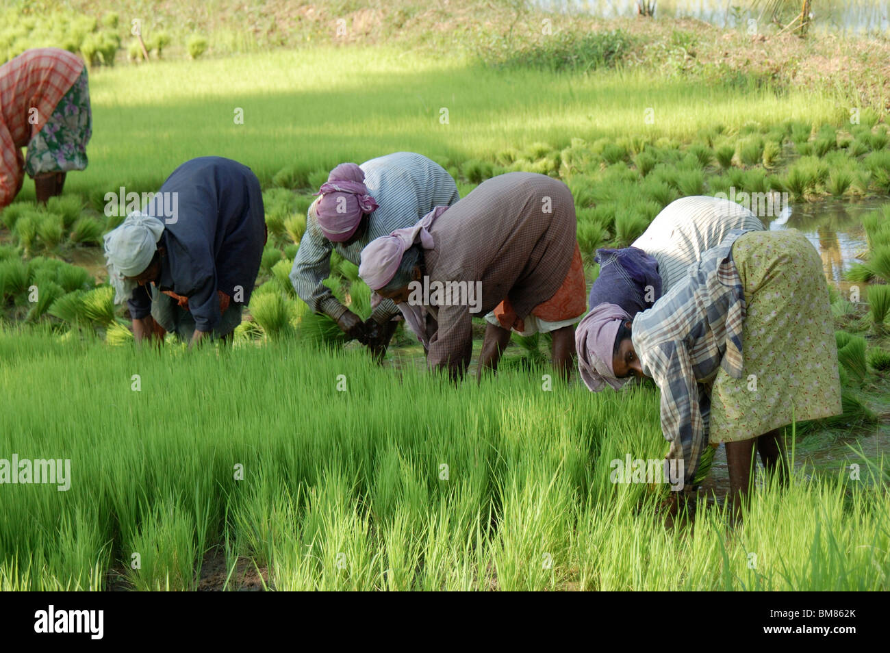 women agriculture workers in paddy fields,palakad,kerala,india,asia ...