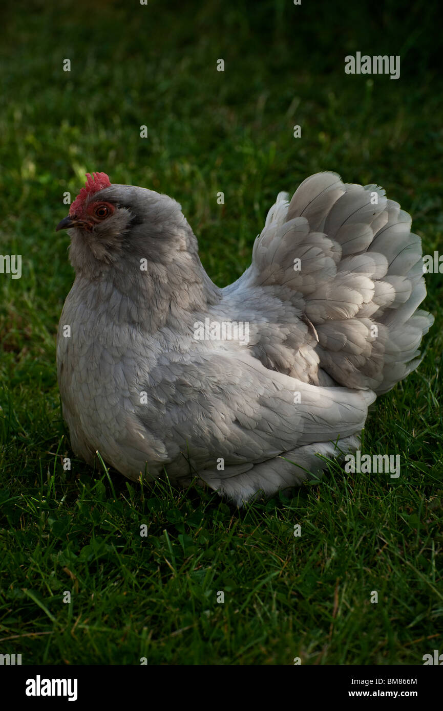A light grey Pekin Bantam chicken sitting on a green lawn Stock Photo ...