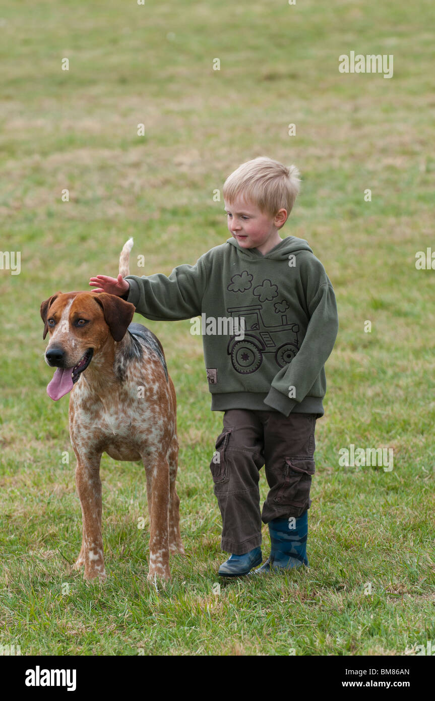 Boy petting Essex and Suffolk Hunt fox hound in the main ring of the ...