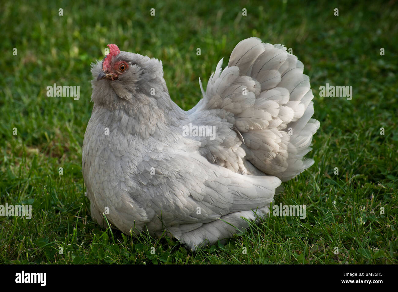 A light grey Pekin Bantam chicken sitting on a green lawn Stock Photo ...