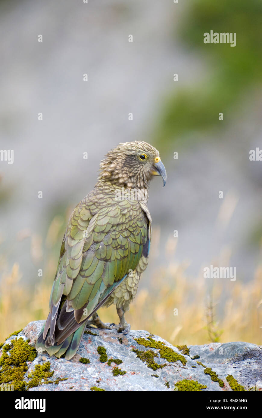 New zealand parrot hi-res stock photography and images - Alamy