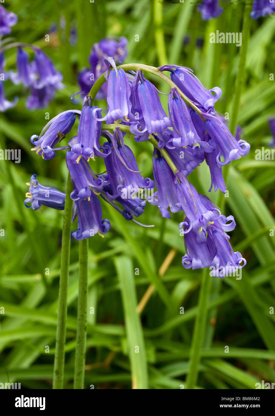 Close up of bluebells hi-res stock photography and images - Alamy