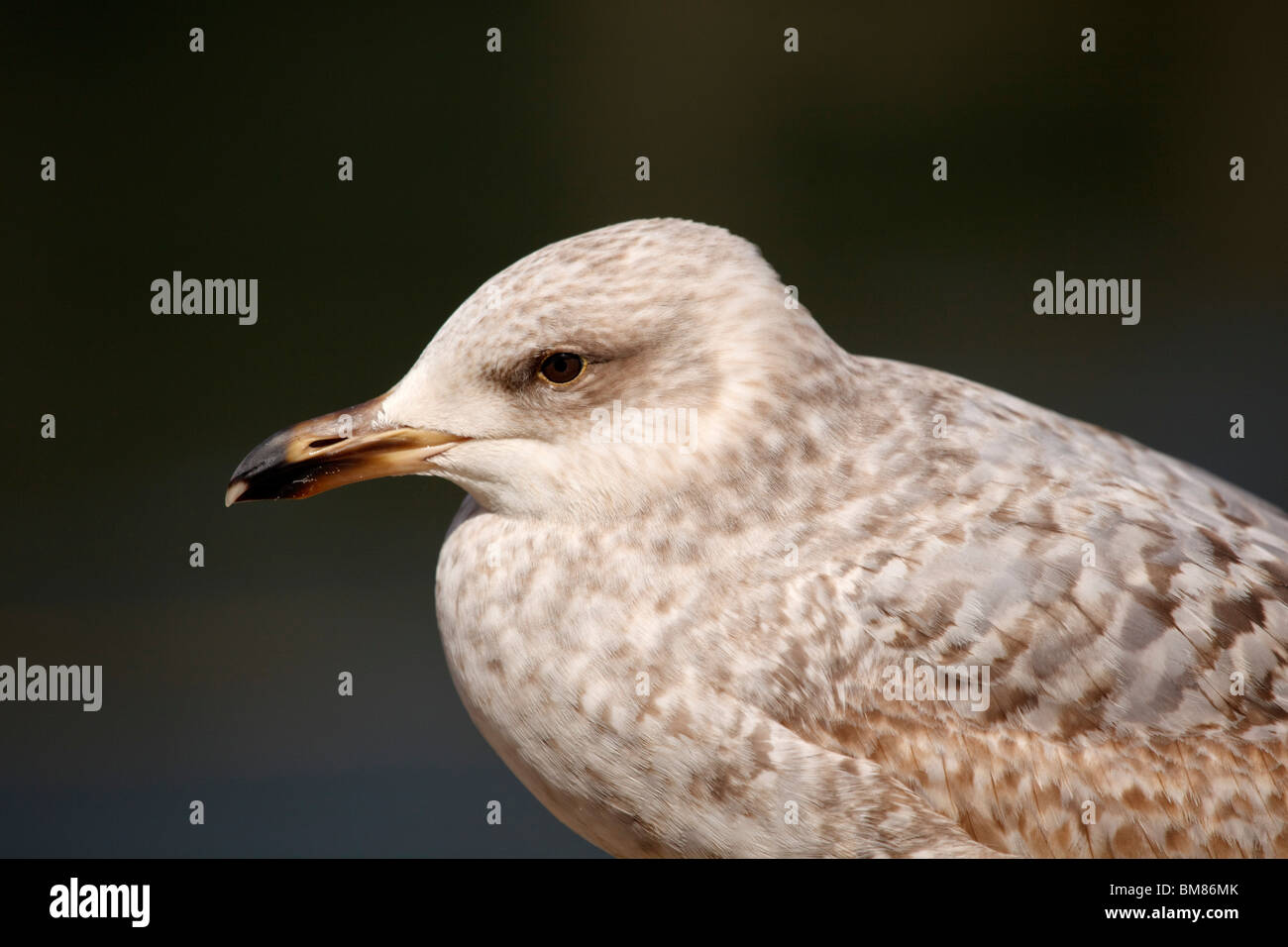 Skua gull hi-res stock photography and images - Alamy