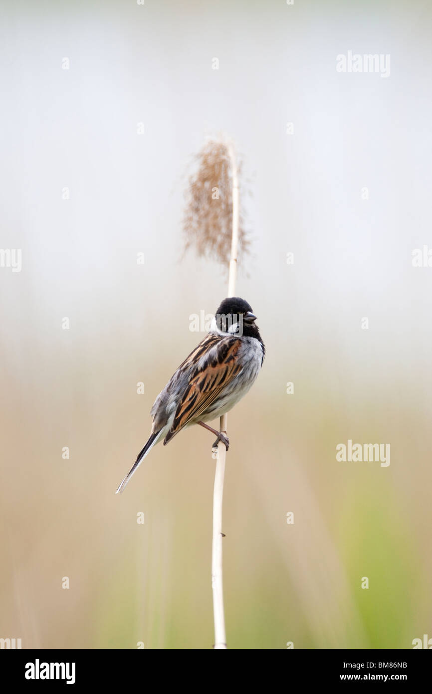 Male Reed Bunting Emberiza schoeniclus, Essex, UK, spring Stock Photo ...