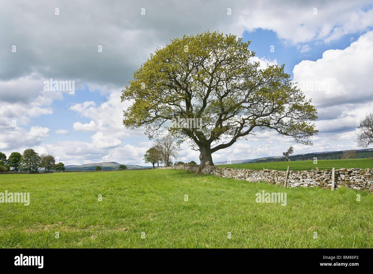 Spennithorne hi-res stock photography and images - Alamy