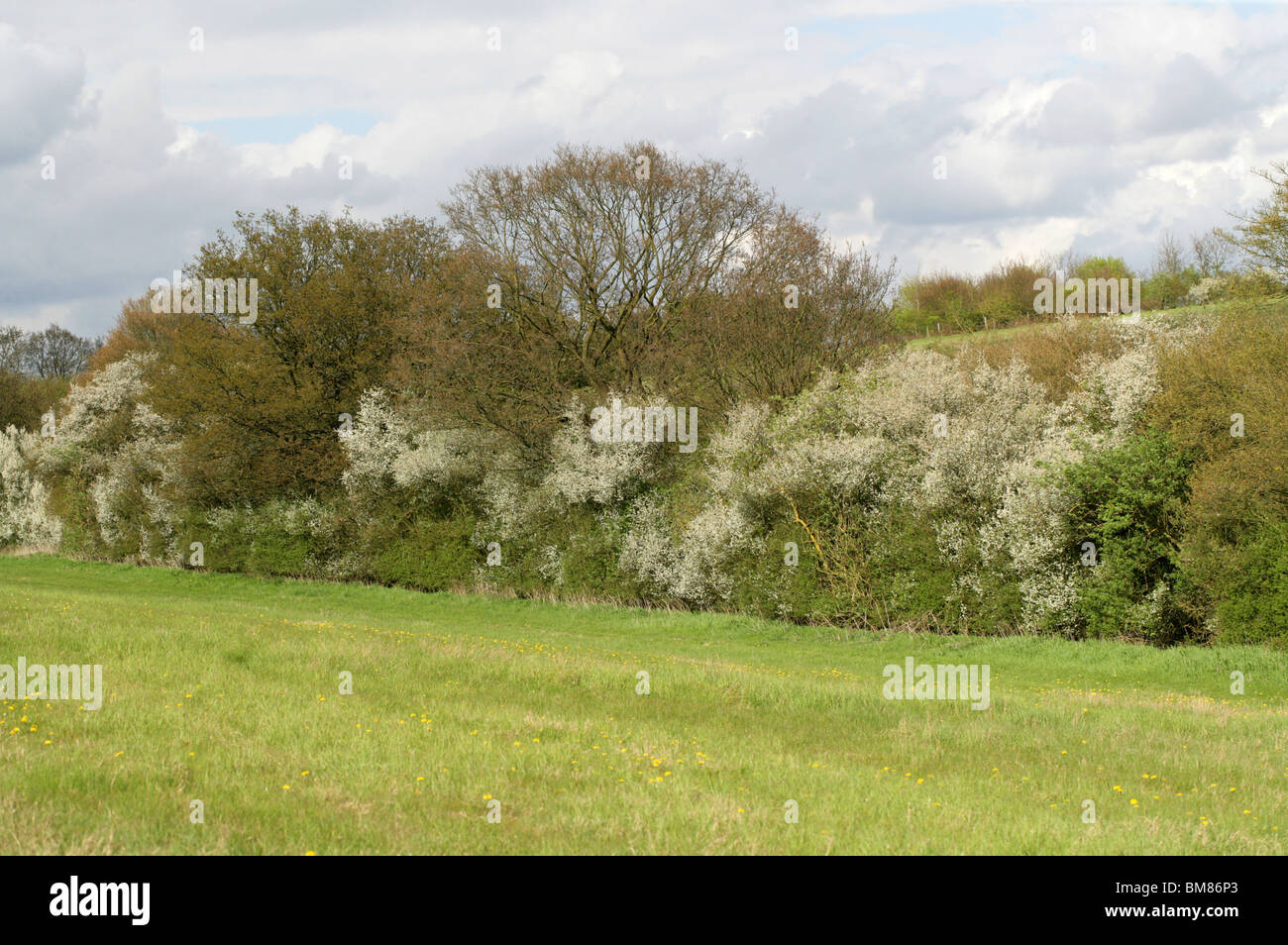 Spring hedgerow hi-res stock photography and images - Alamy