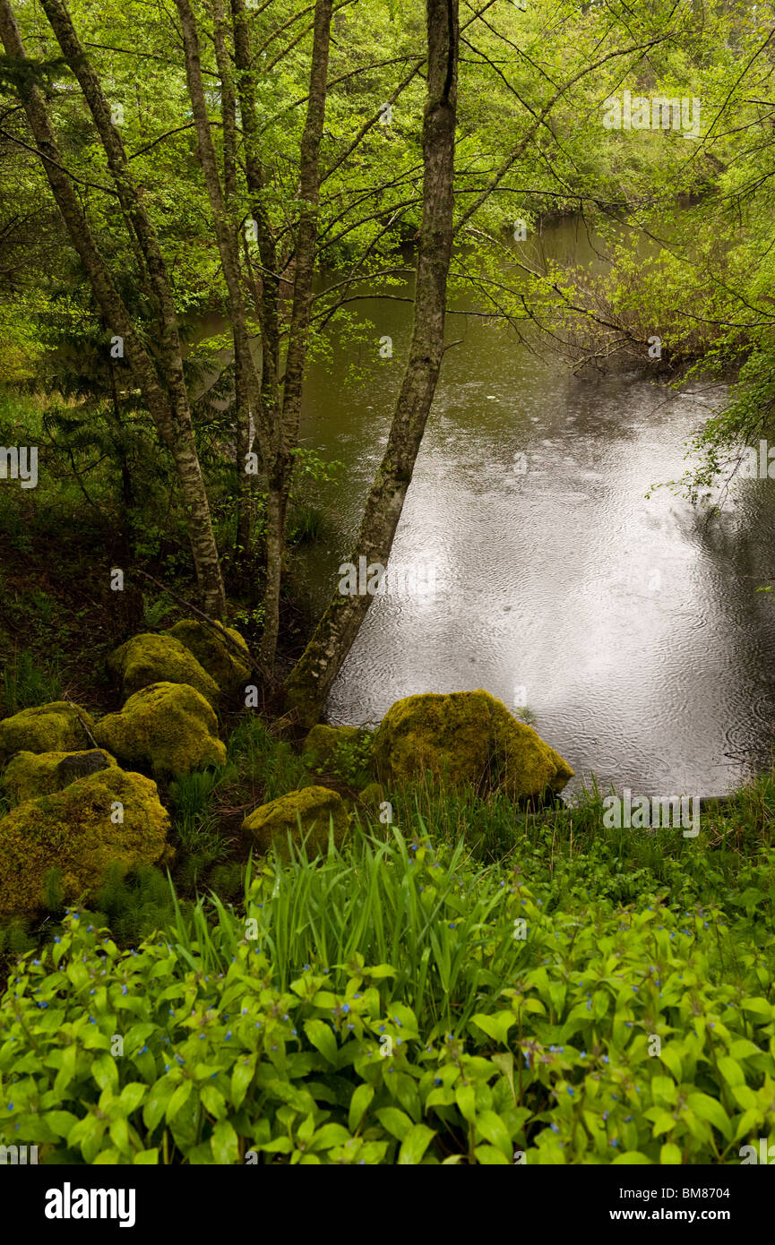 A rainy day at a small pond near the Lakedale Resort on San Juan Island ...