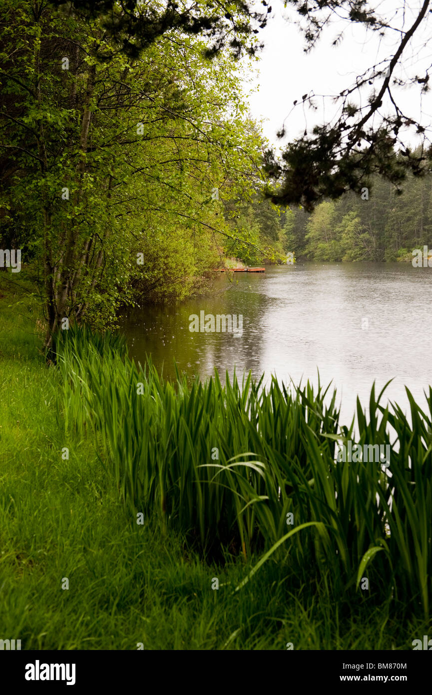 A rainy day at a small pond near the Lakedale Resort on San Juan Island ...