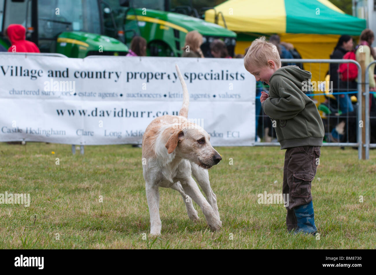 Boy getting to know Essex and Suffolk Hunt fox hounds in the main ring ...