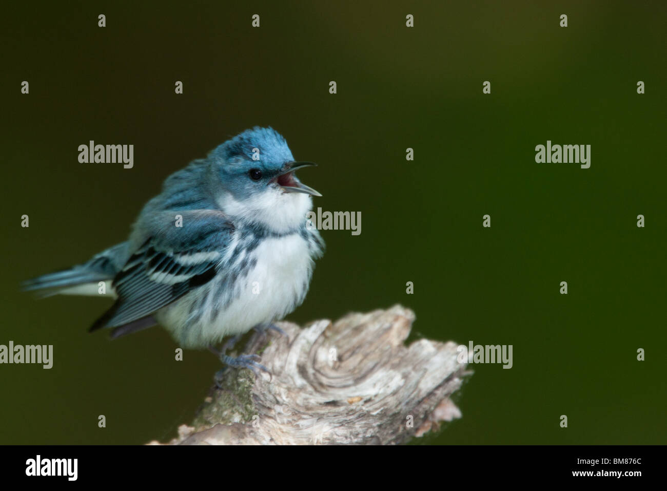 Cerulean warbler hi-res stock photography and images - Alamy