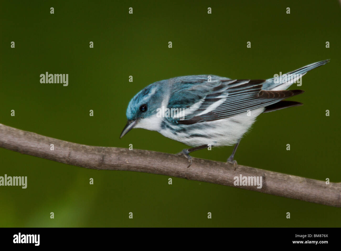Cerulean warbler hi-res stock photography and images - Alamy