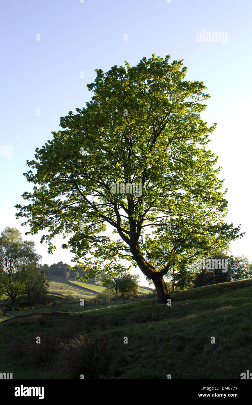 Tree dusk hi-res stock photography and images - Alamy
