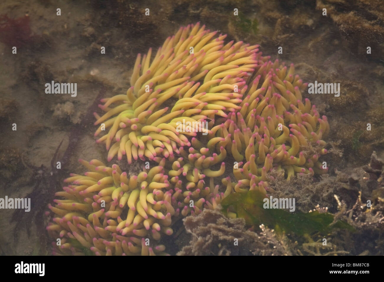 Sea anemone in a rock pool at Chapman's Pool in Dorset, Uk Stock Photo ...
