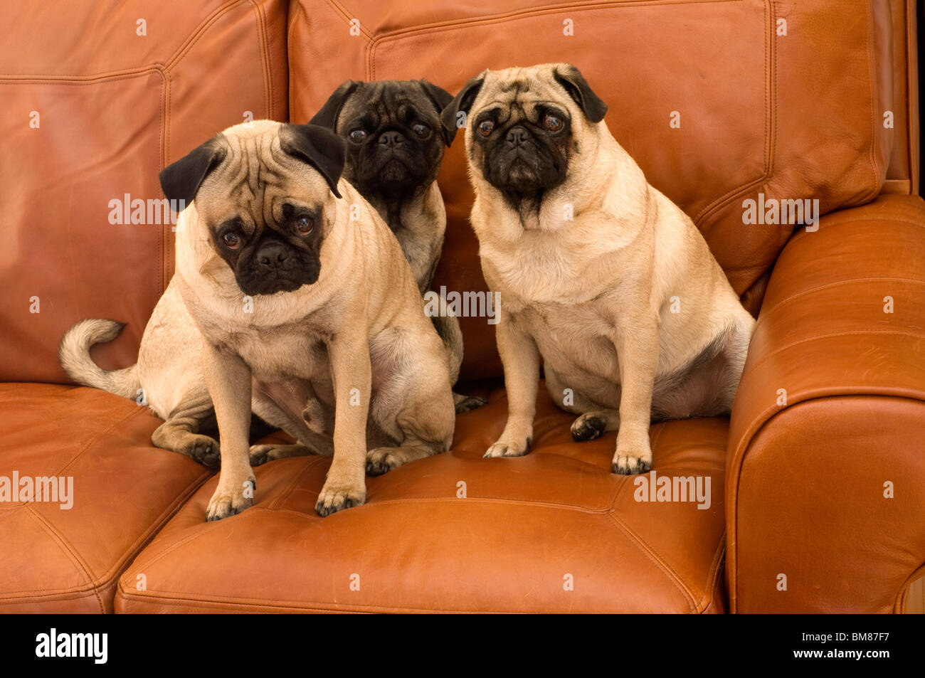 Three Cute Pugs on Leather Couch Stock Photo - Alamy