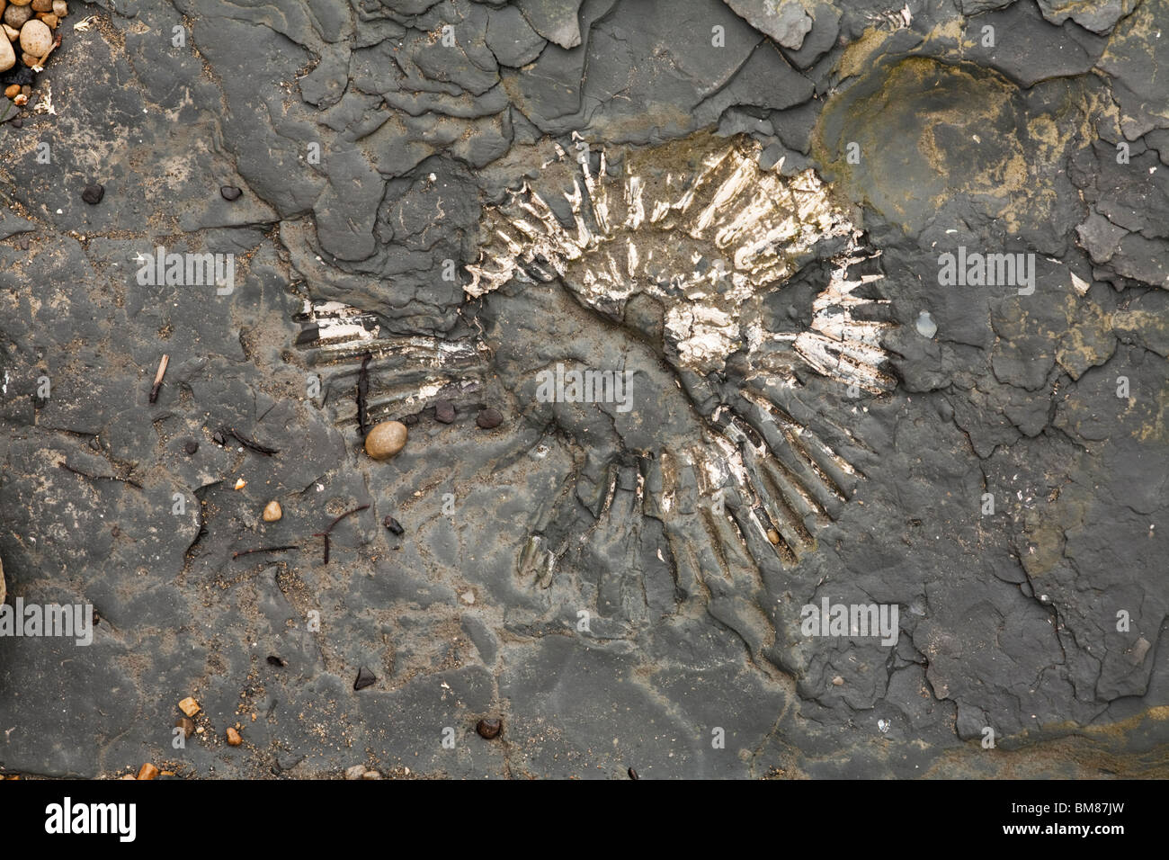 Ammonite fossils hi-res stock photography and images - Alamy