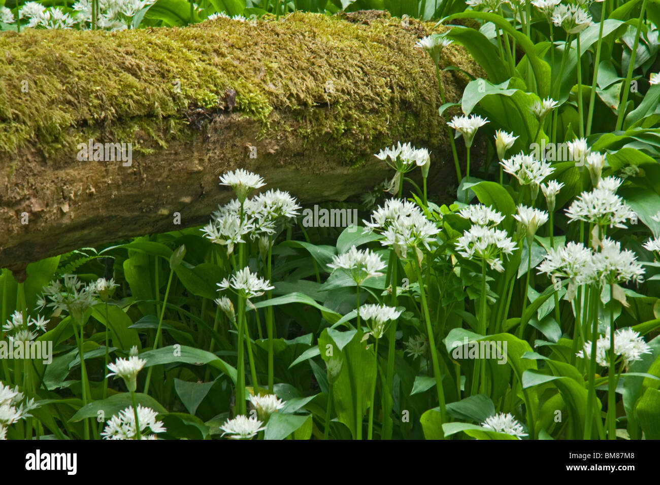 Ramsons (Wild garlic) covers the floor of woodland near Richmond, North ...
