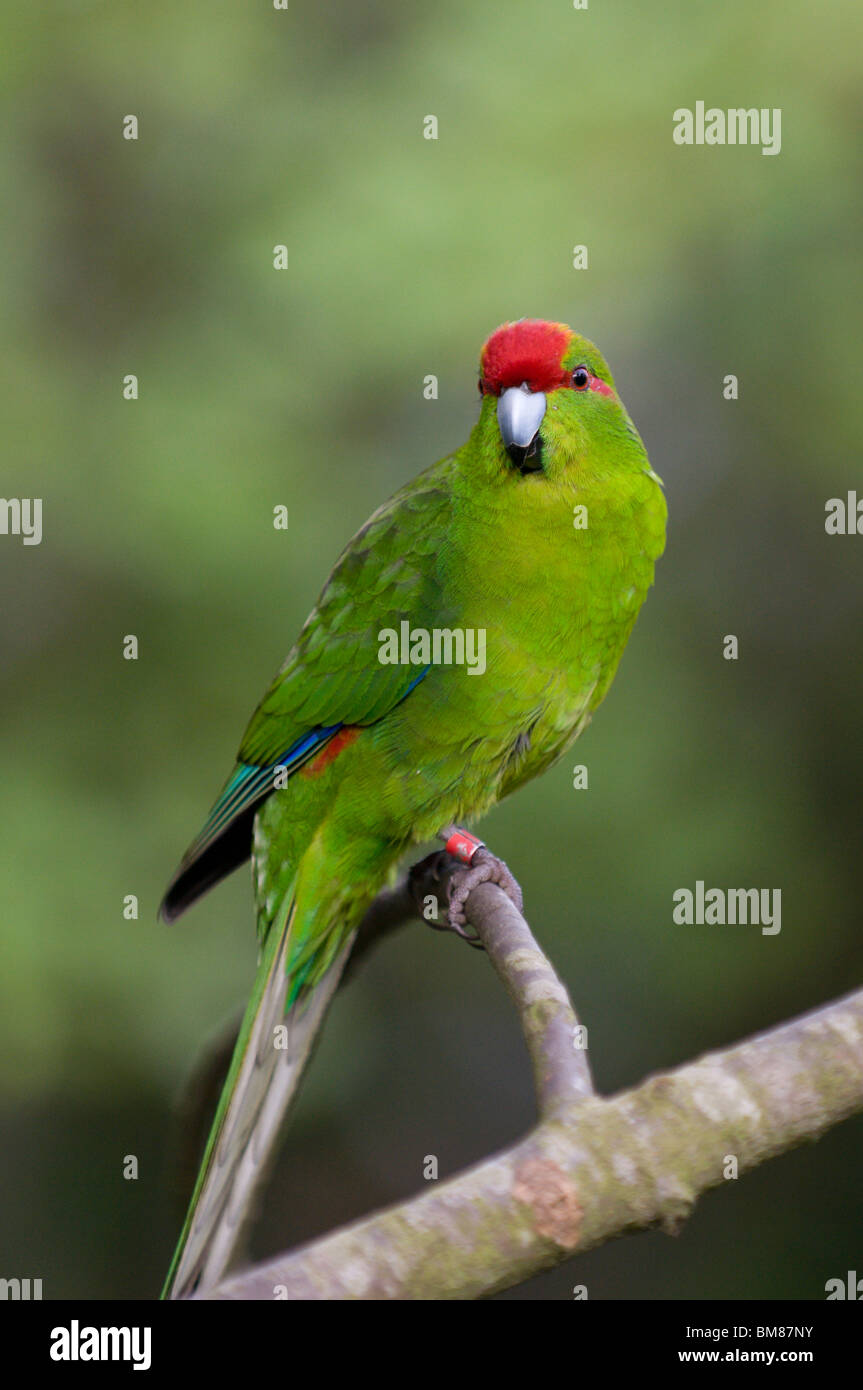 Red-crowned Parakeet Cyanoramphus novaezelandiae Kakariki New Zealand ...