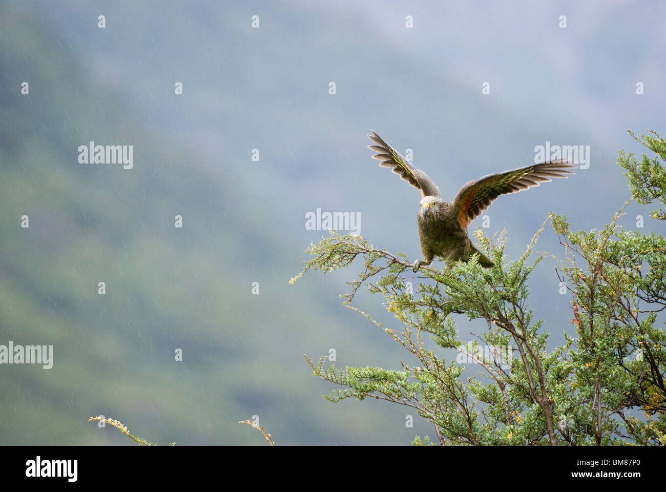 Kea nestor notabilis flying from tree New Zealand Stock Photo - Alamy