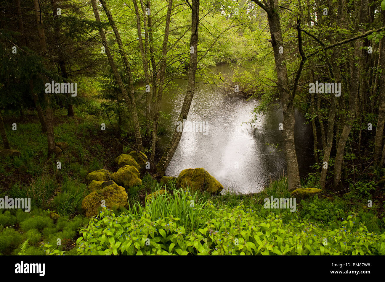A rainy day at a small pond near the Lakedale Resort on San Juan Island ...