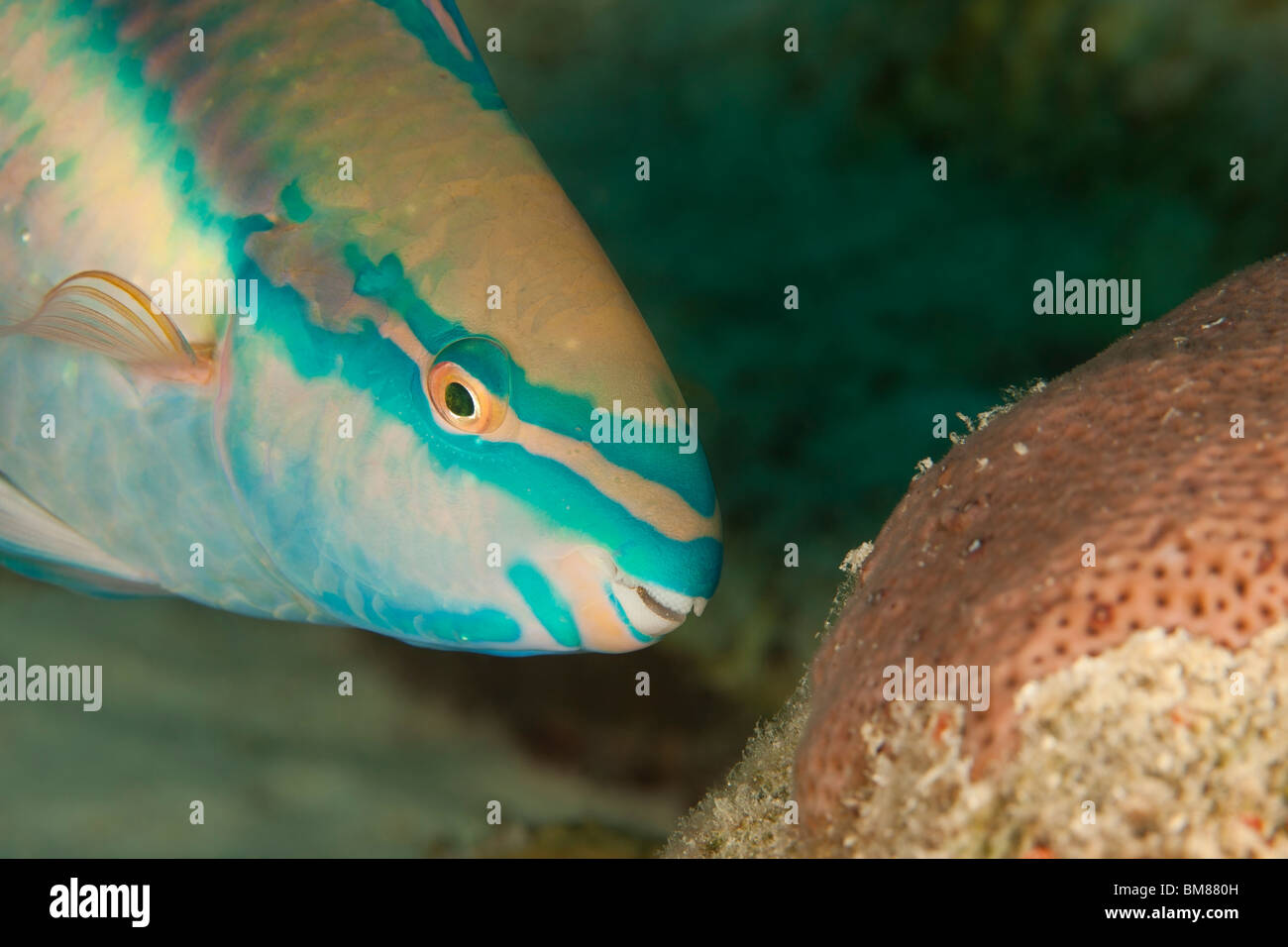 Parrotfish underwater hi-res stock photography and images - Alamy