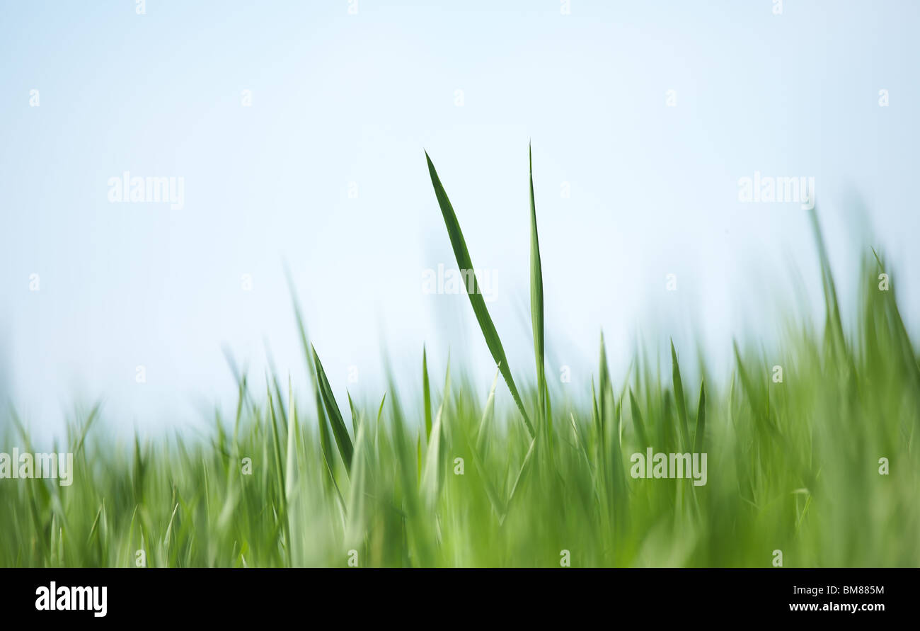 Green grass soft abstract background Stock Photo - Alamy