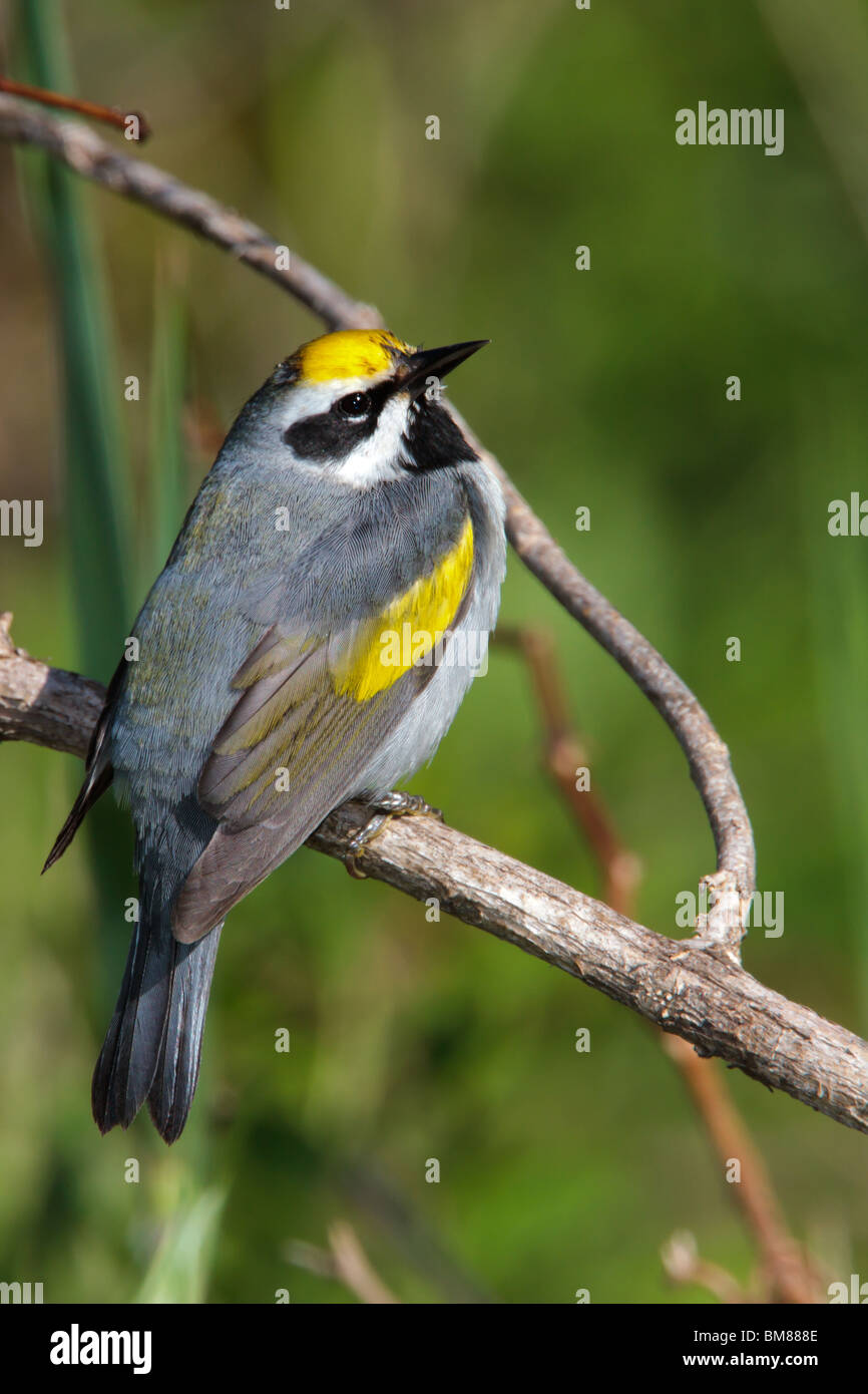 Adult male Golden-winged Warbler Stock Photo - Alamy