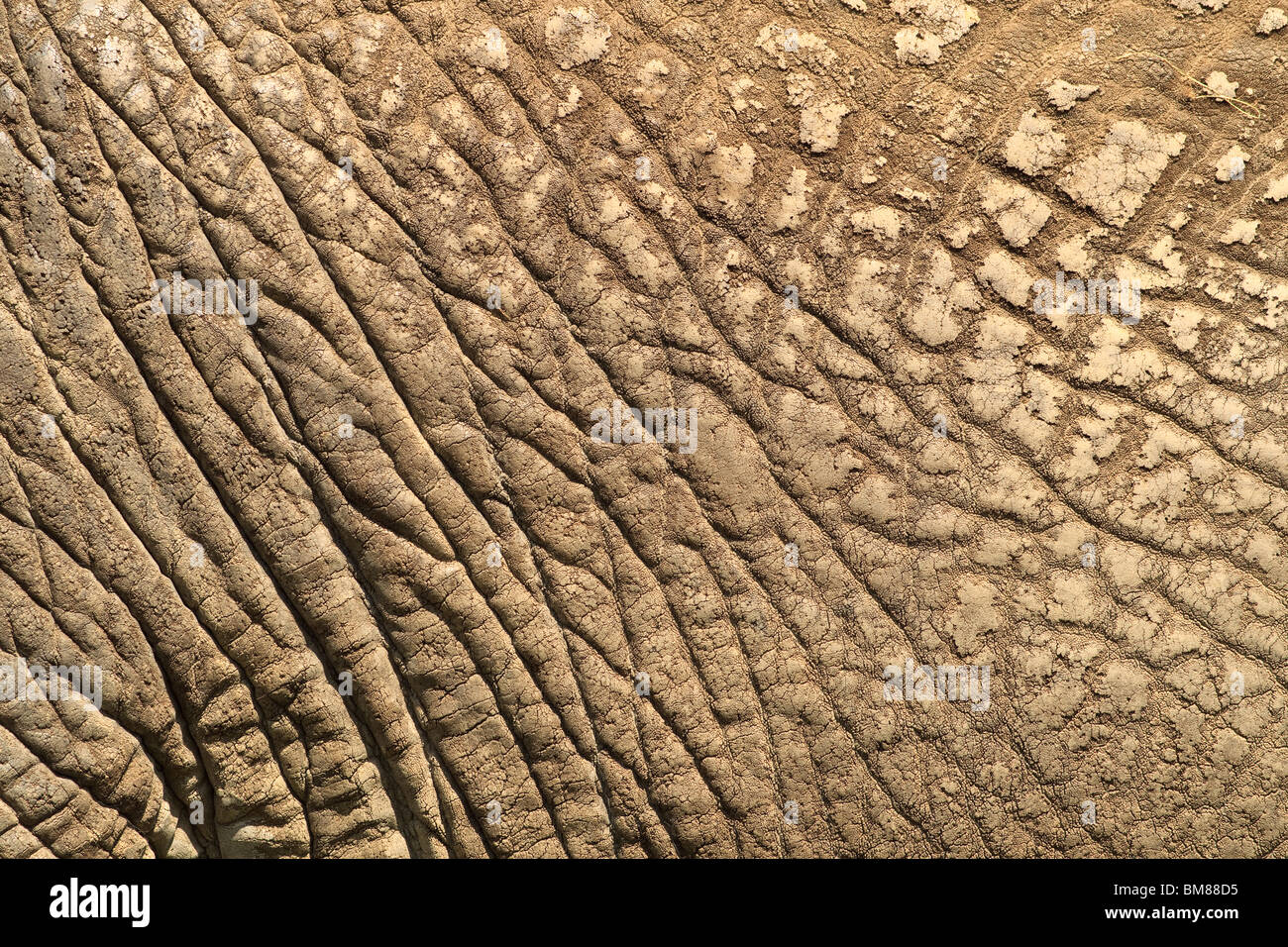 Elephant skin texture hi-res stock photography and images - Alamy