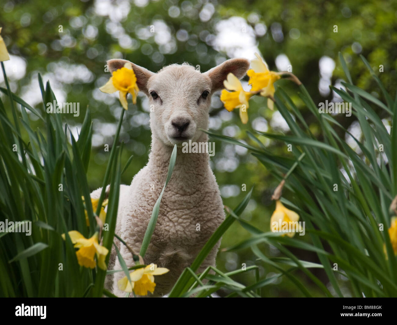 Lamb daffodils hi-res stock photography and images - Alamy