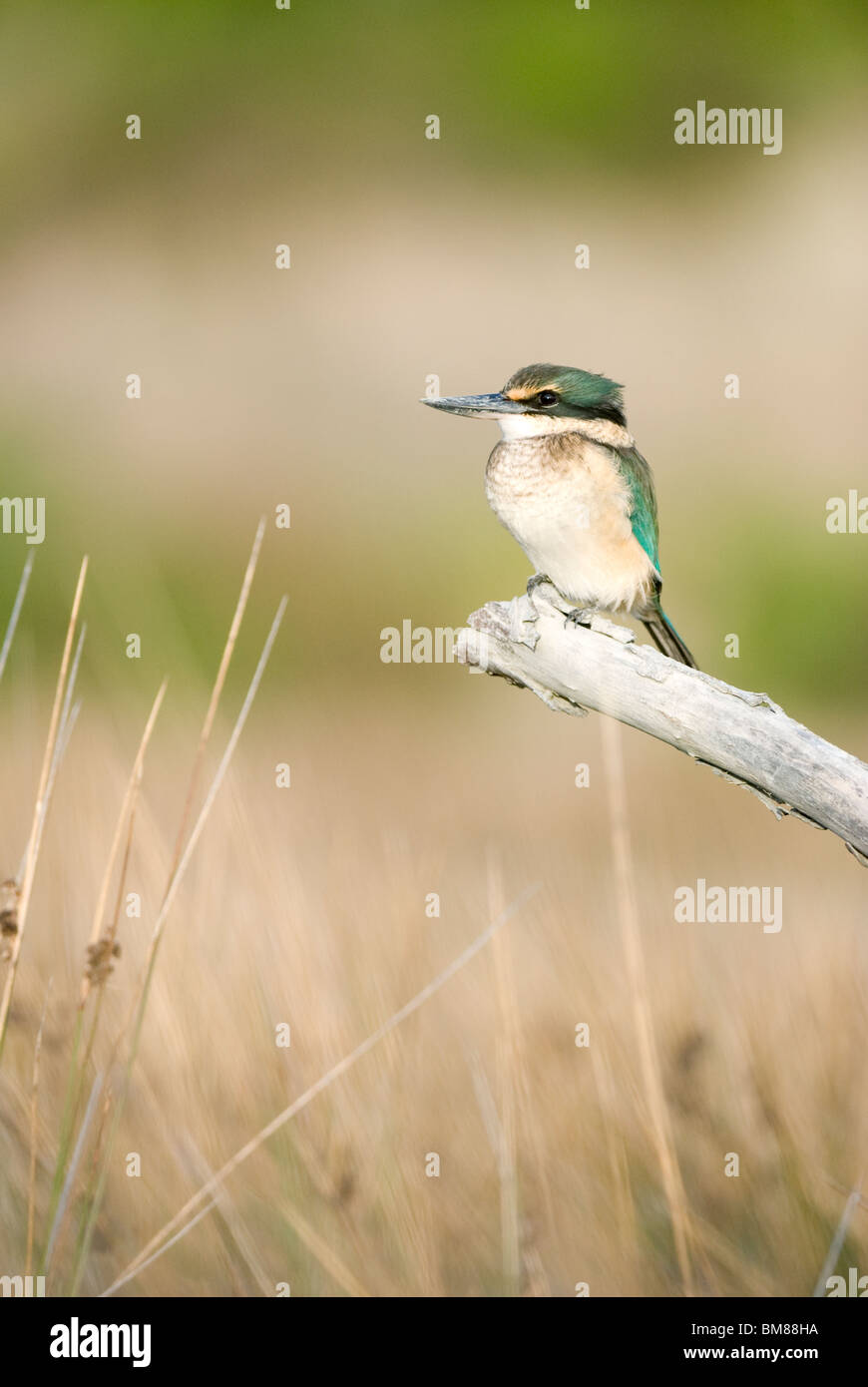 New Zealand Sacred Kingfisher Halcyon sancta Kotare Stock Photo - Alamy