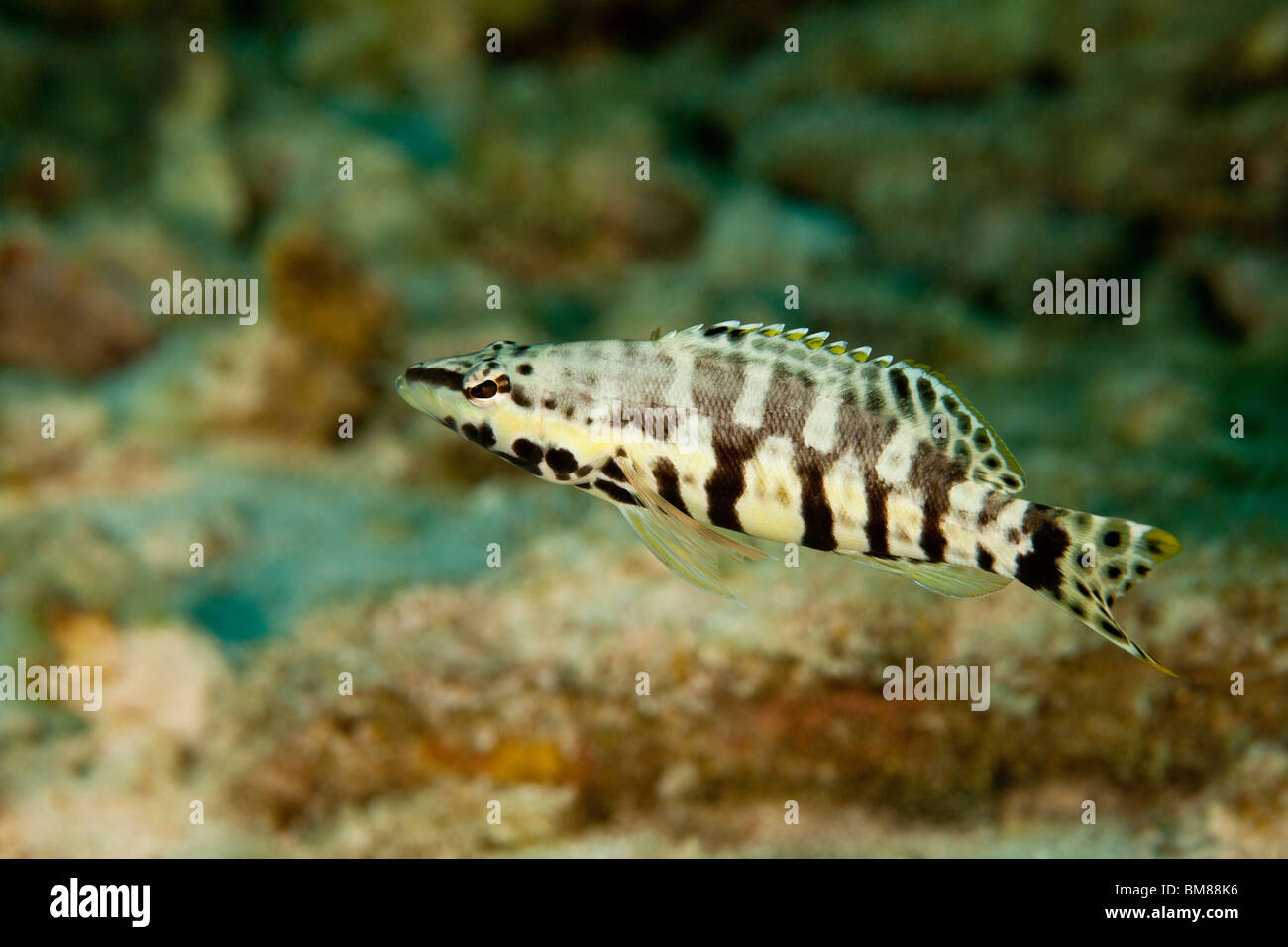 Harlequin Bass (Serranus tigrinus) on a tropical coral reef in Bonaire ...