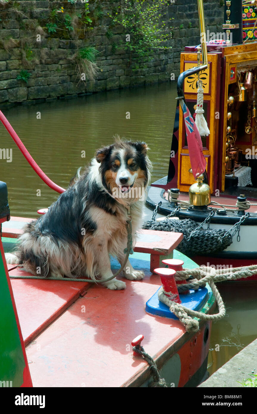 Dog on barge in Narrowboat Festival in the Market Town of Skipton North ...