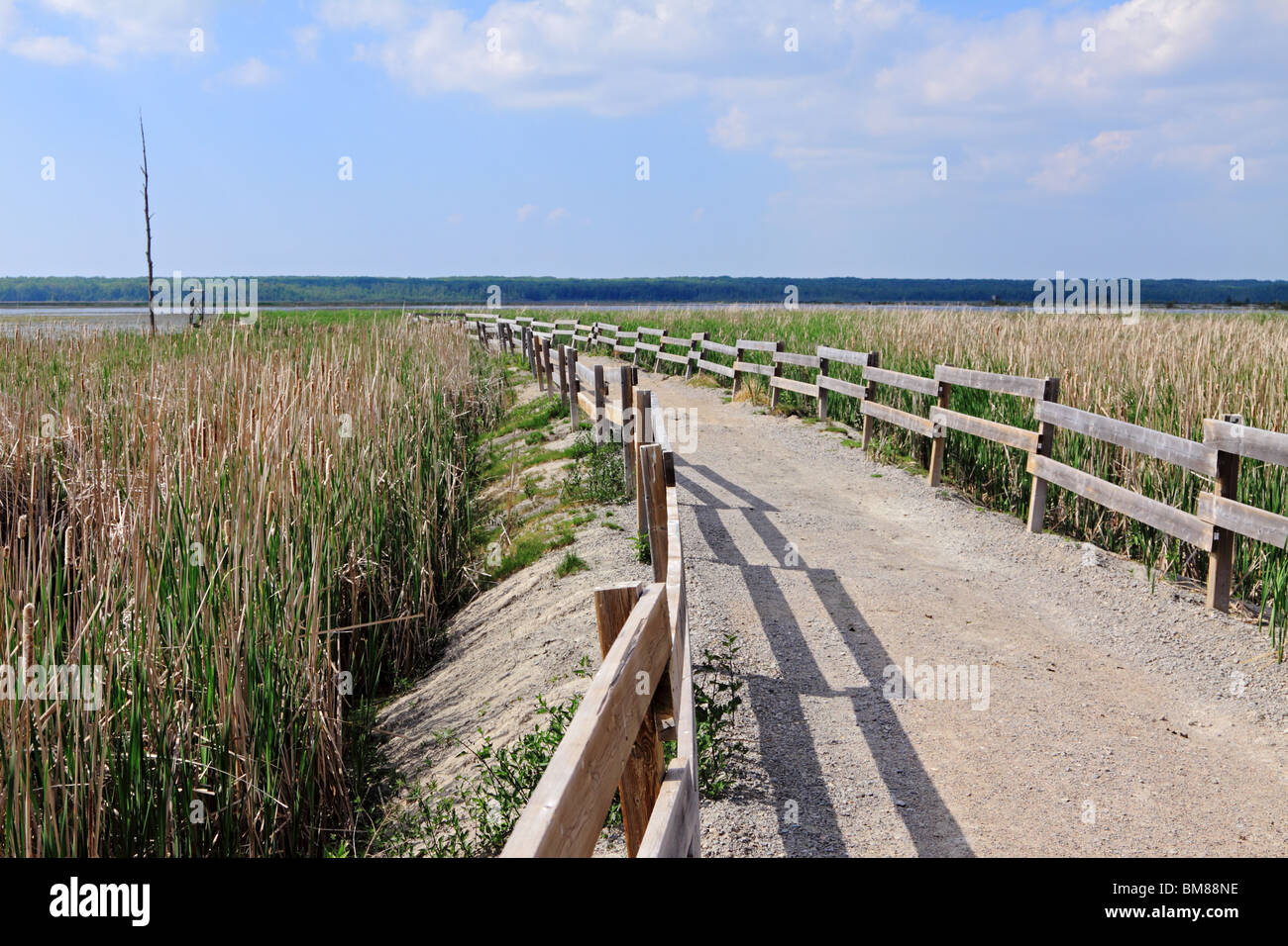 Marshland ecosystem hi-res stock photography and images - Alamy