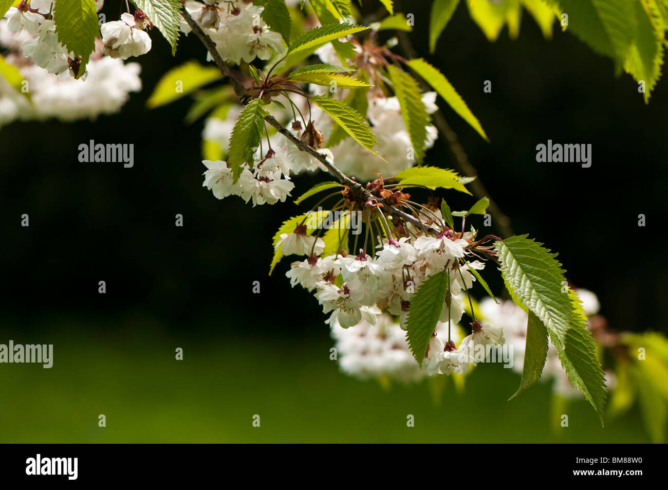 Cherry blossom uk prunus avium hi-res stock photography and images - Alamy